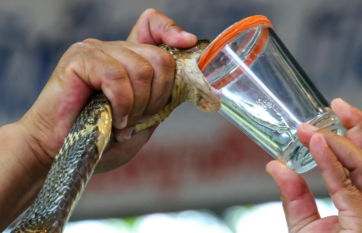 Cobra soltando veneno viraliza no Tiktok. Entenda se a técnica é segura | Comportamento | Vida ...