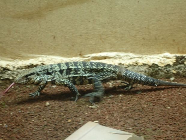 G1 - Criança de 4 anos encontra teiú de um metro no quintal em ...