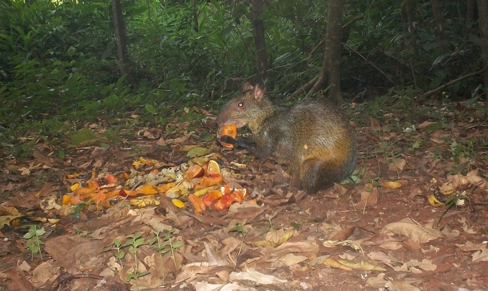 Já ouviu o ditado: paca, tatu, cutia não? | Terra da Gente | G1