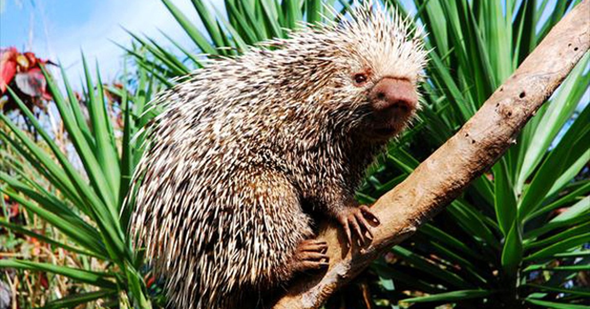 G1 - Ouriço-cacheiro - notícias em Fauna