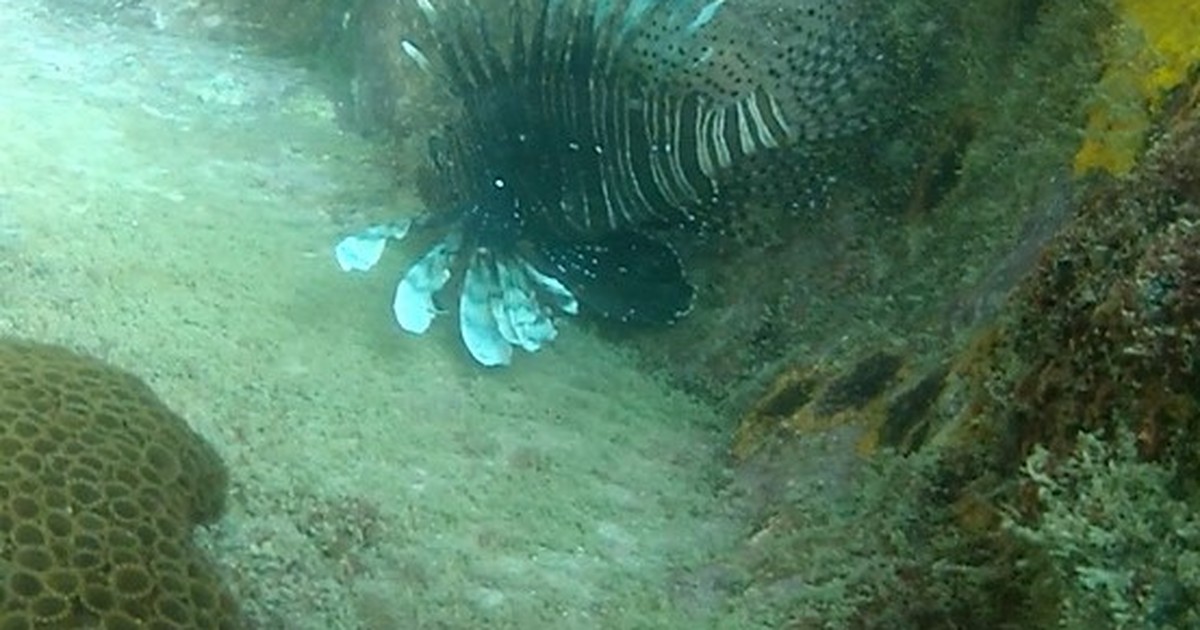 G1 - Peixe raro no Brasil é encontrado no mar de Arraial do Cabo, no RJ ...