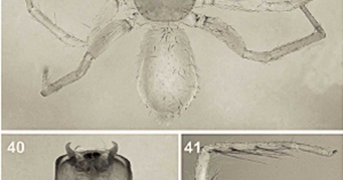 Natureza - Butantan batiza 17 novas aranhas em homenagem ao filme ...