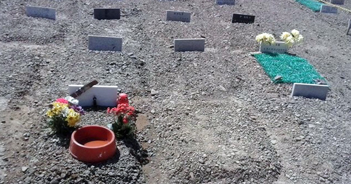 G1 - Cemitérios para pets recebem moradores do DF no Dia dos Finados ...