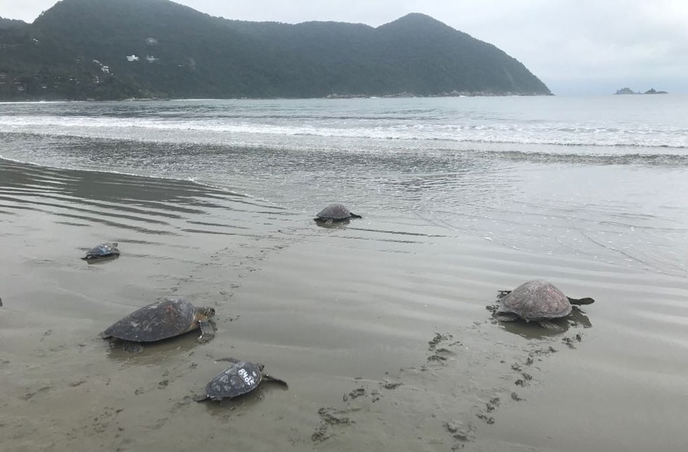 Tartarugas são devolvidas ao mar após reabilitação em Guarujá, SP ...