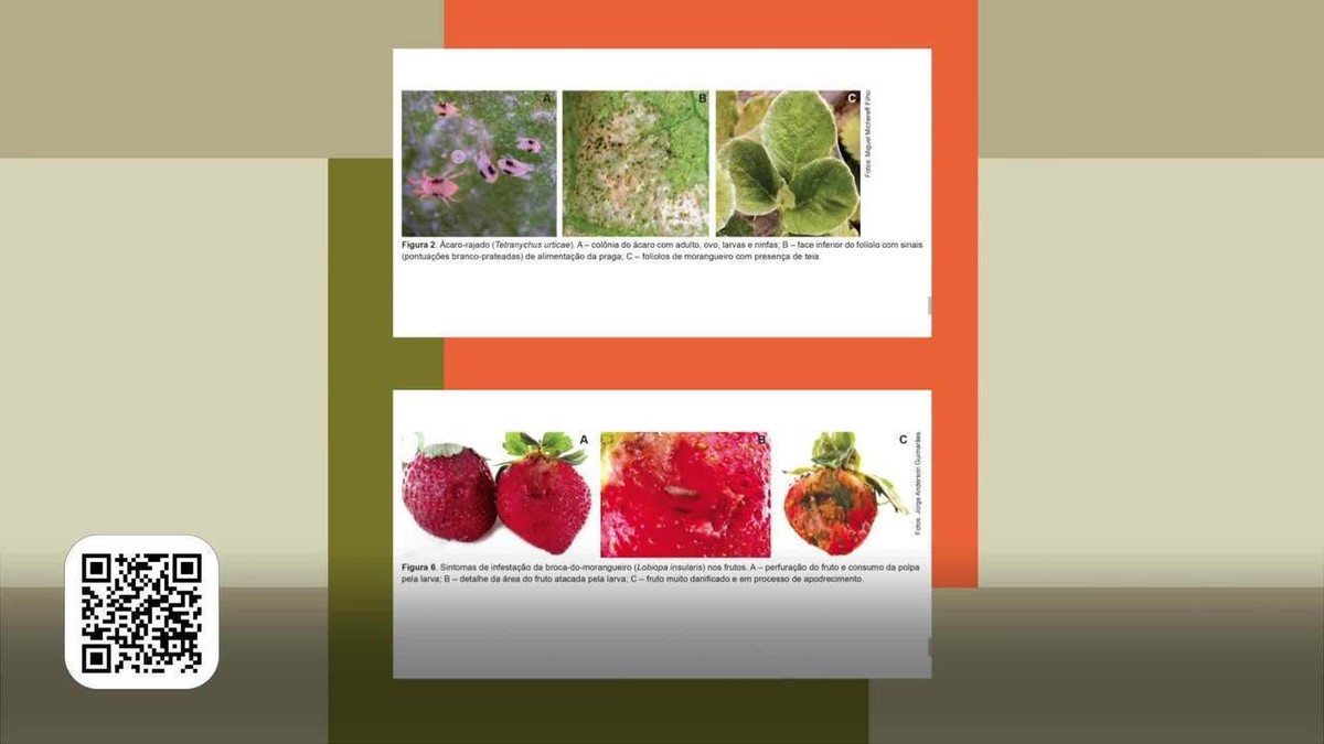 Pragas do morango: aprenda a identificar | Globo Rural | G1