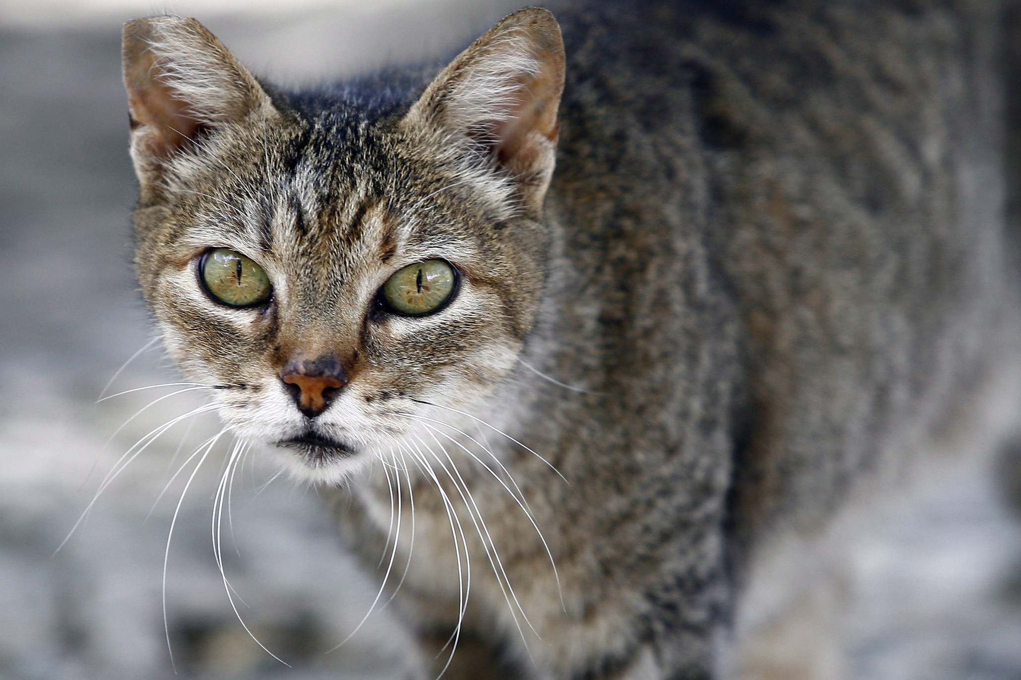 Grupo de artistas apresentará proposta de 'controle populacional' de ...
