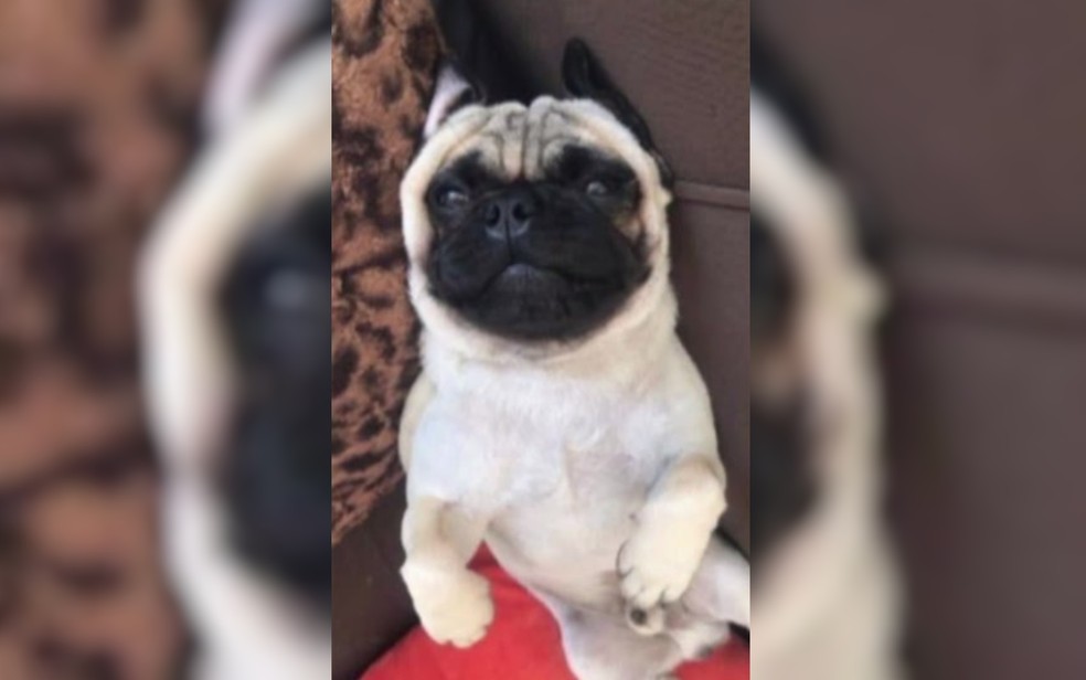 Mulher tem cachorro levado por assaltante armado em Goiânia; vídeo ...