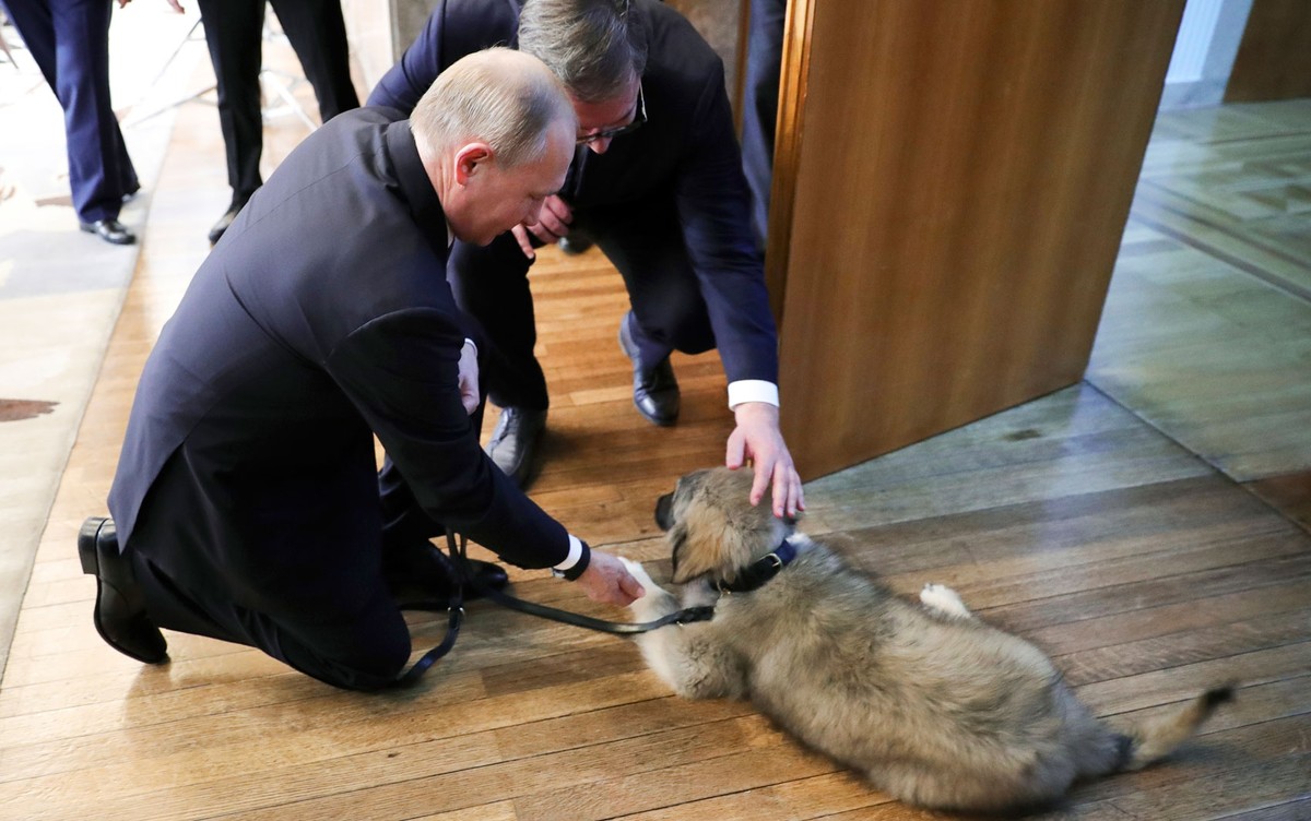 Putin ganha cachorro de presente do presidente da Sérvia | Mundo | G1