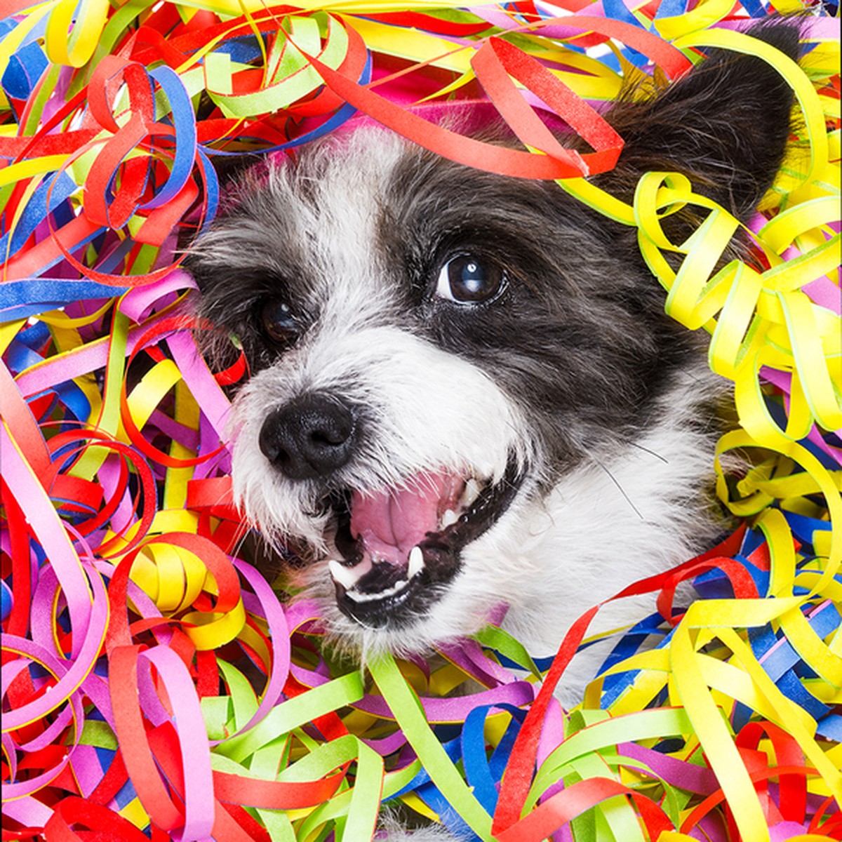 Carnaval pet-friendly: Vila Madalena recebe bloquinho para cachorros ...