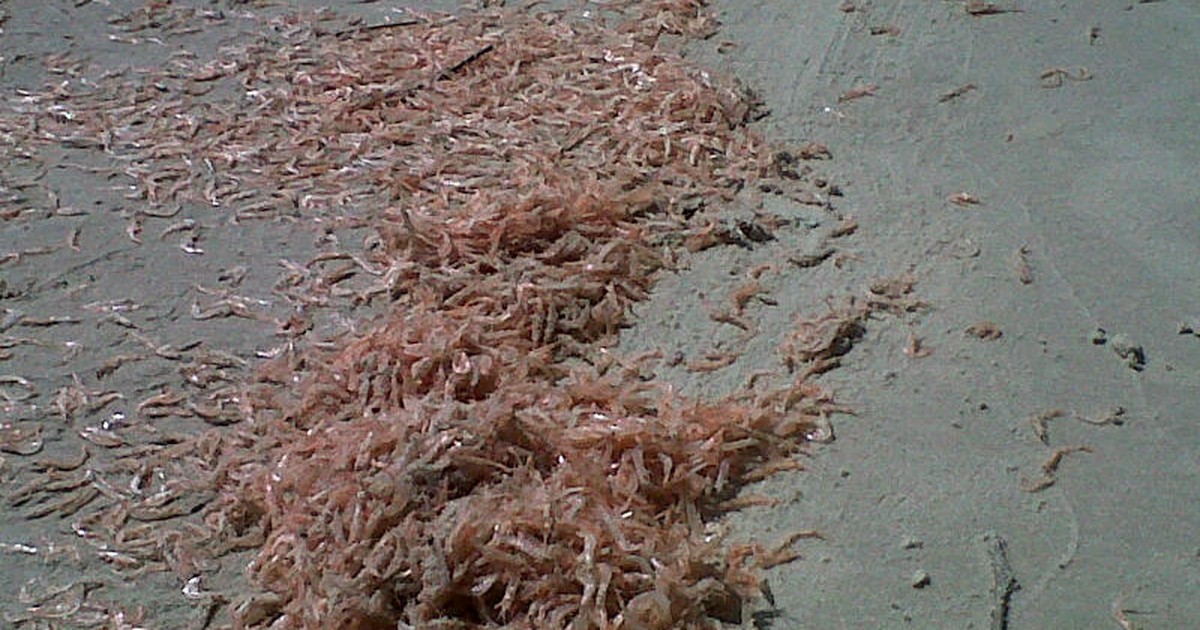 G1 - Camarões são encontrados mortos em praias do Norte da Ilha de SC ...