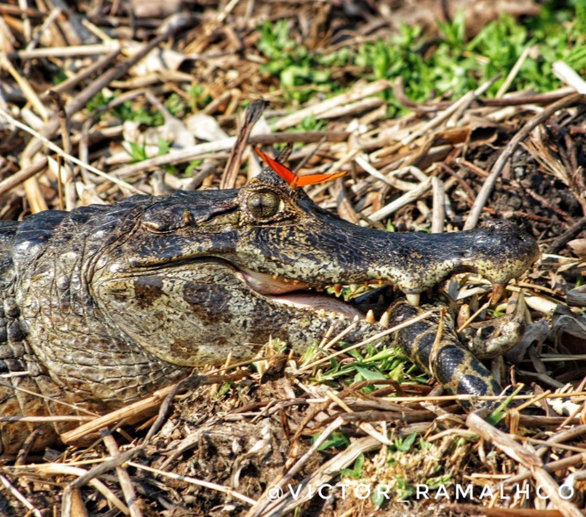Jacaré atacando sucuri é flagrado por turistas durante passeio no ...