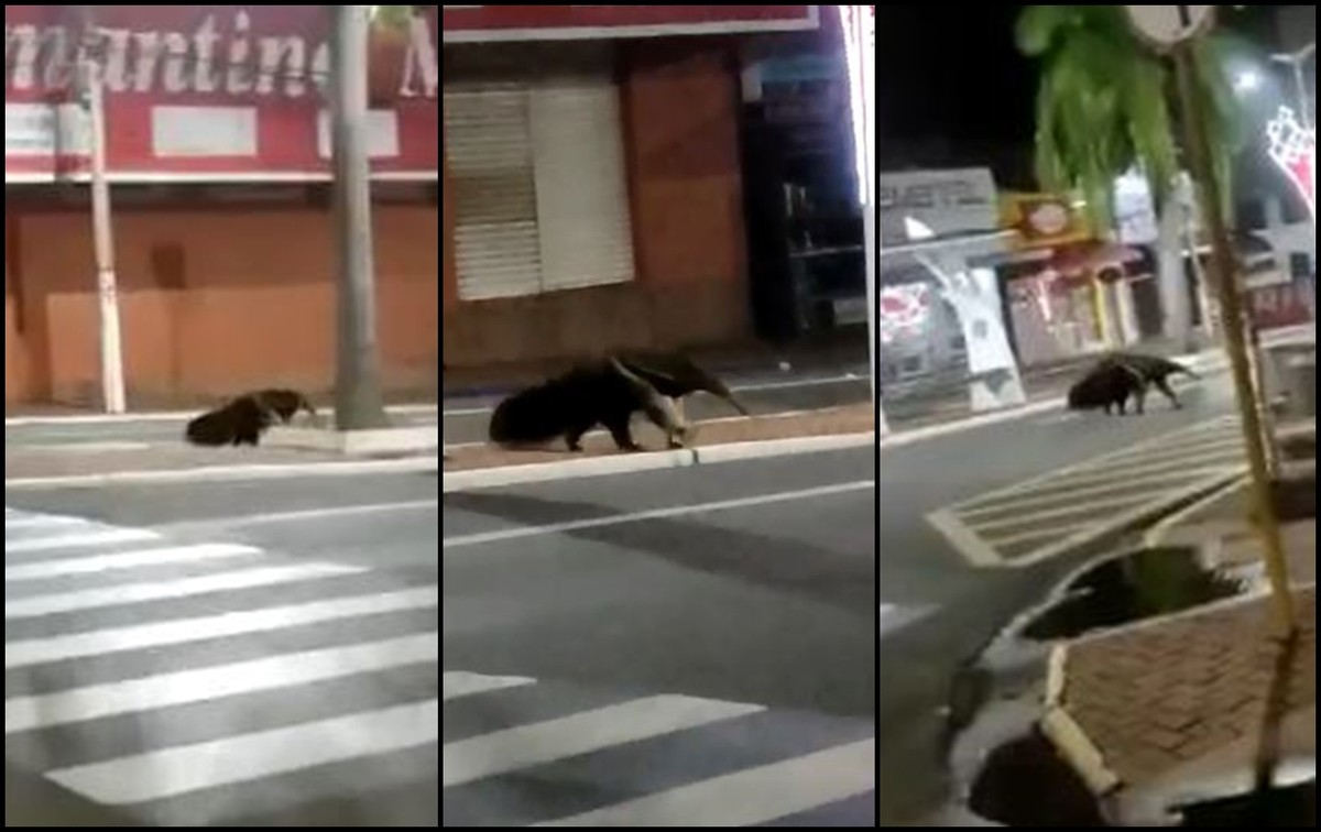 Tamanduá-bandeira é flagrado 'passeando' em avenida de Jales; vídeo ...