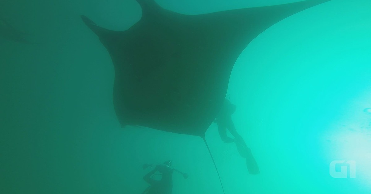 G1 - Vídeo em HD traz registro histórico de raias gigantes no litoral ...
