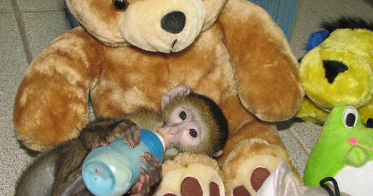 G1 - Macaco órfão acolhido no Zoo Rio vai para a creche de animais ...