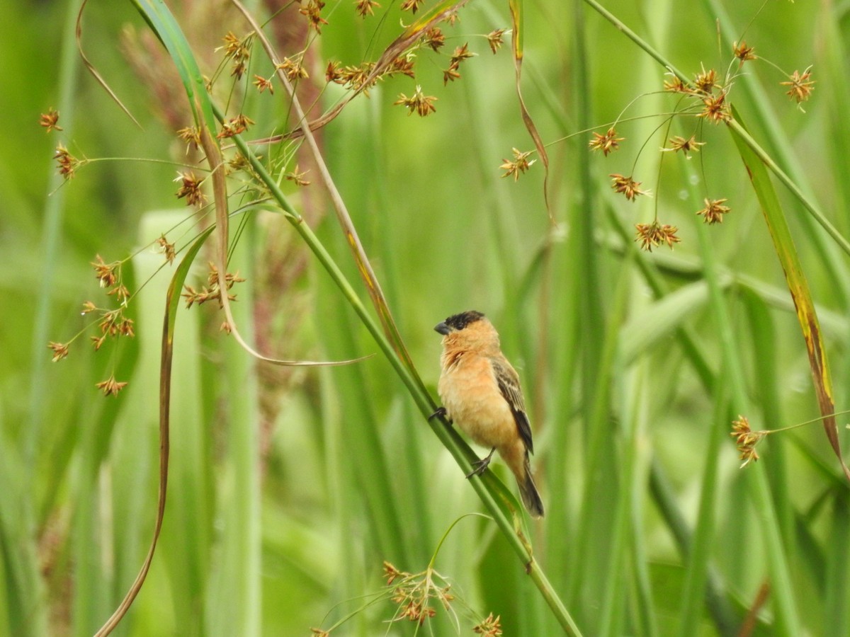 Observadores de aves e prefeitura atuam pela proteção dos caboclinhos ...