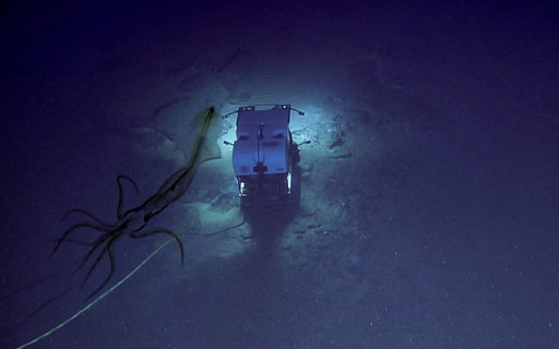 Em clique raro, lula-gigante é fotografada se aproximando de submarino ...