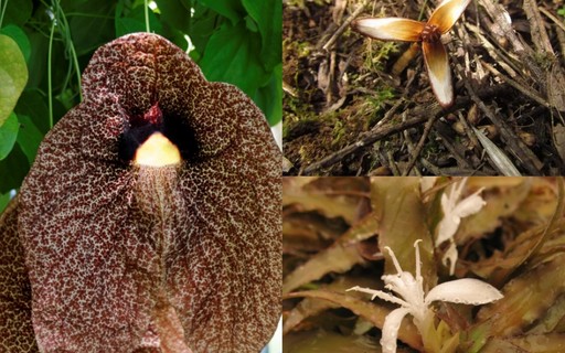 Surpreenda-se com 5 das plantas e flores mais 'feias' do mundo - Casa e ...