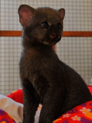G1 - Filhote de gato-mourisco recebe tratamento no zoológico de Gramado ...