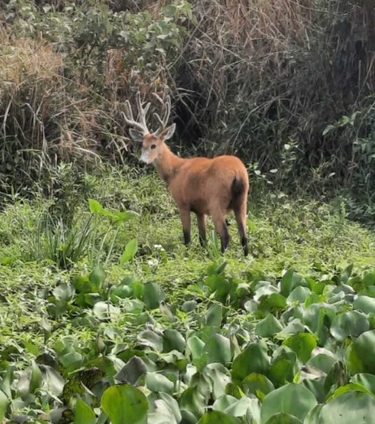 Telespectadora flagra cervo do Pantanal perto do Rio Paraná; VÍDEO ...