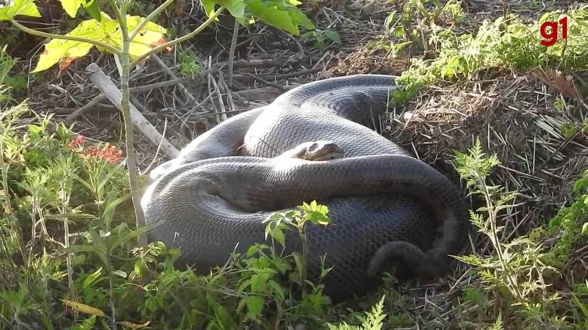 'Pegando sol, tranquila', ambientalista faz novo flagra de sucuri com ...