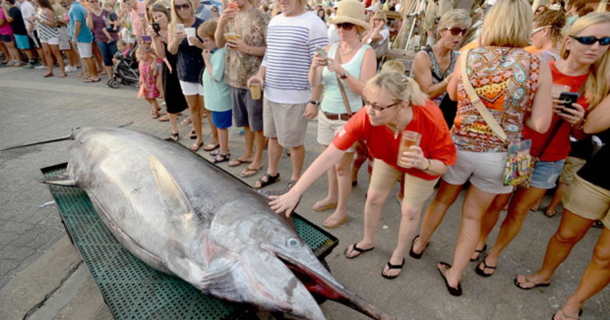 G1 - Marlim-azul de 270 kg e avaliado em US$ 500 mil vira atração na ...