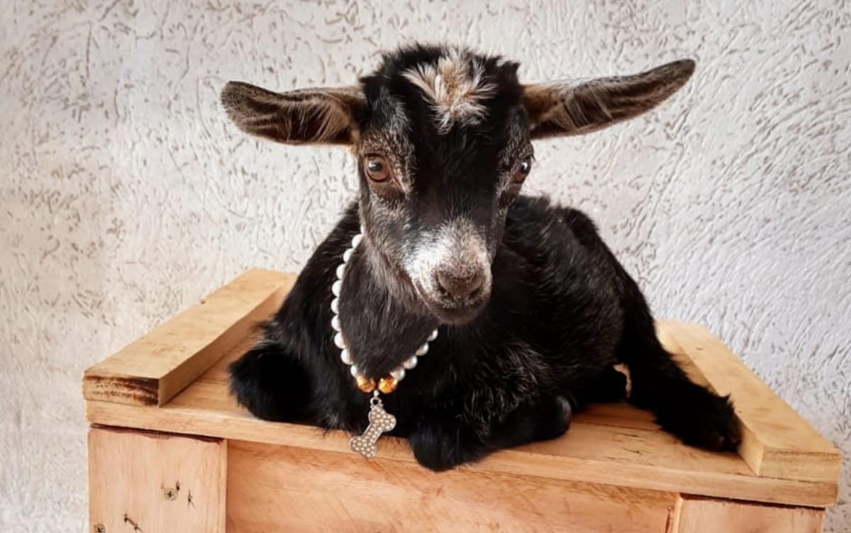Esteticista animal cria mini cabra e diz que ela se dá 'super bem' com ...