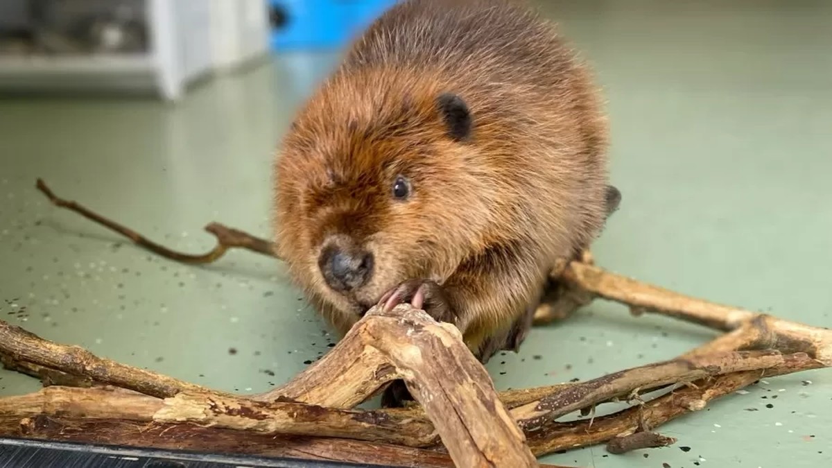 Filhote de castor constrói barragem para afastar "colega de quarto ...