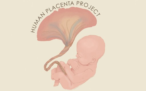 Placenta: grande pesquisa terá início em 2016, nos EUA - Revista ...