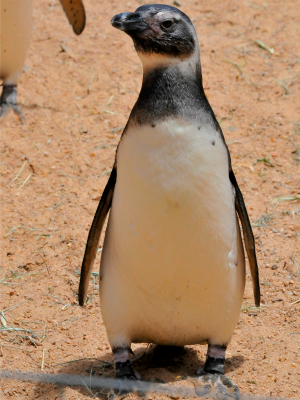 G1 - Pelo segundo ano, casal de pinguins choca ovos em zoológico do RS ...