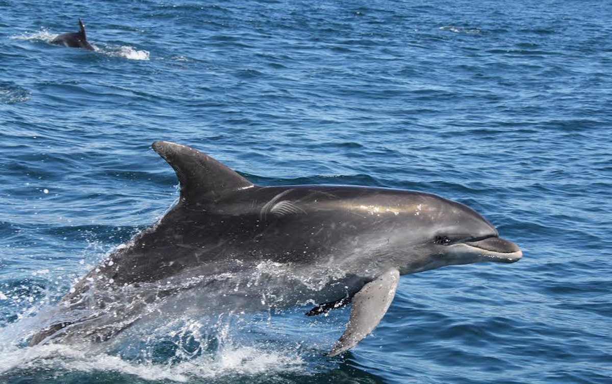 Estudo revela que golfinhos usam nomes para se comunicar | Natureza | G1