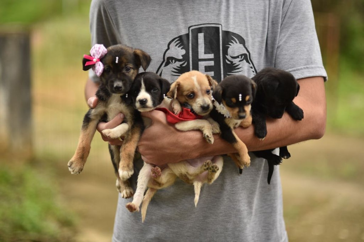 Jovens criam campanha online para adoção de animais de rua em Garanhuns ...