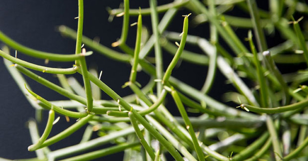 Planta Leitosa Para Cancer - BRAINCP