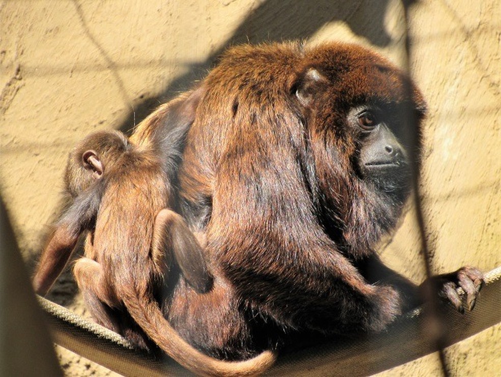 Primeiro nascimento de bugio vermelho é registrado no Parque Ecológico ...