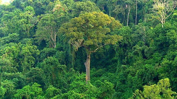 G1 - Jequitibás gigantes têm um refúgio no Parque Estadual Vassununga ...