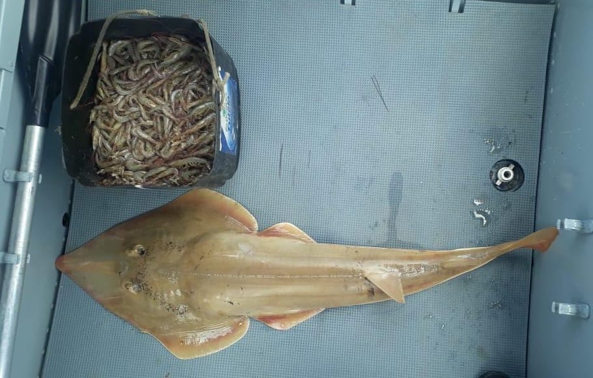 Raia-viola, ameaçada de extinção, é capturada por pescador de forma ...