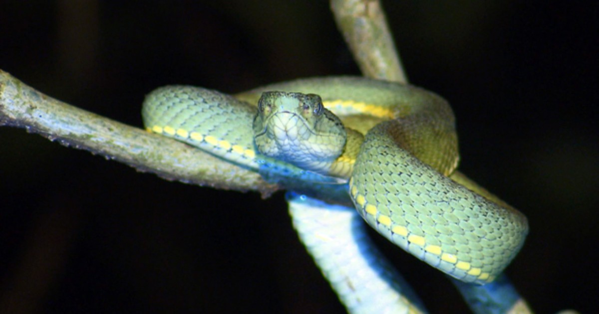 G1 - Jararaca-verde - notícias em Fauna