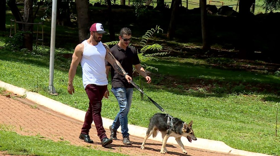 Após cirurgia, cão que teve a garganta cortada por antigo dono ganha ...