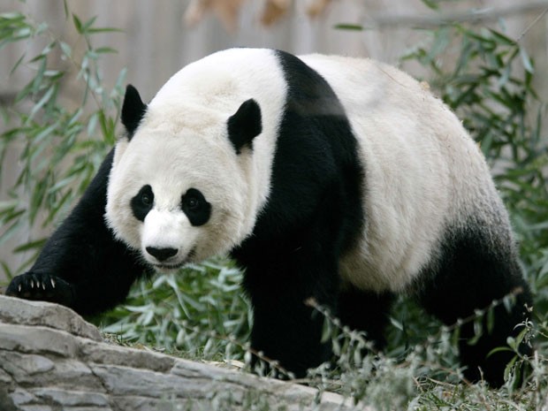Natureza - Após 5 gestações psicológicas, panda dá à luz filhote em zoo ...