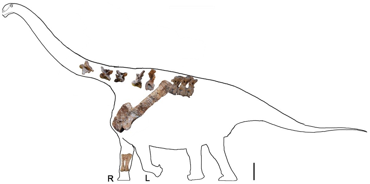 Cientistas encontram fóssil de dinossauro gigante - espécie era ... Cientistas encontram fóssil de dinossauro gigante - espécie era ...