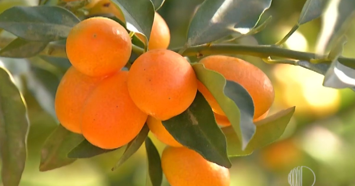 G1 - Frutas de mais meio quilo são cultivadas por agricultor em Suzano ...