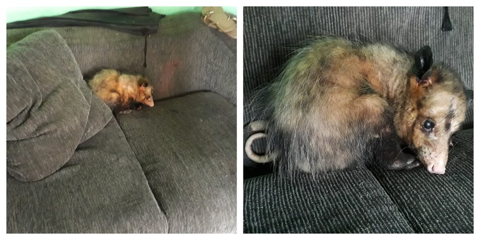 Saruê invade casa, se instala em sofá e assusta família em SP | Santos ...