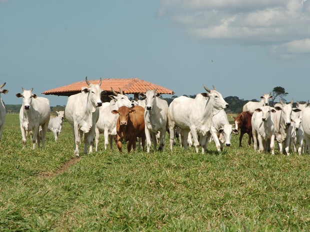 G1 - Campanha de vacinação contra febre aftosa começa no ES - notícias ...
