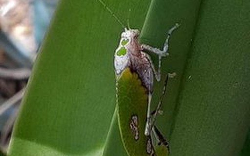 Esperança: inseto consegue se camuflar e pode enganar predadores ...