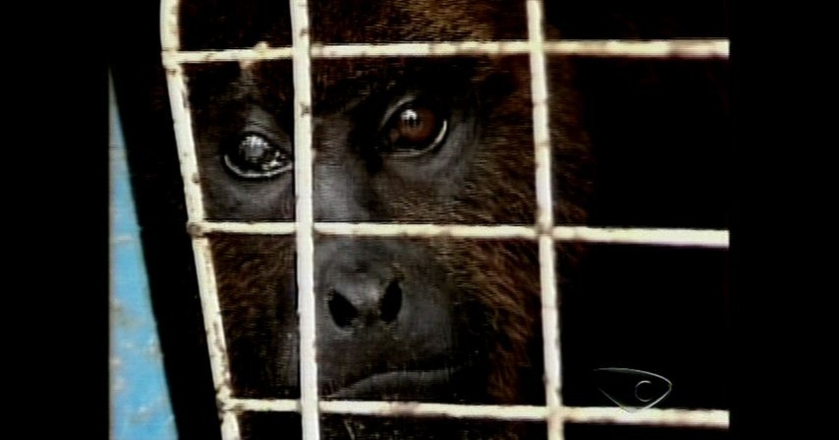 G1 - Macaco bugio tratado após choque é reintegrado à natureza, no ES ...