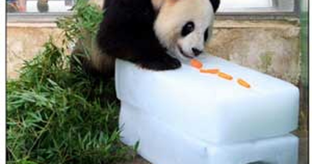 Natureza - Para enfrentar calor do verão chinês, panda deita sobre bloco de gelo