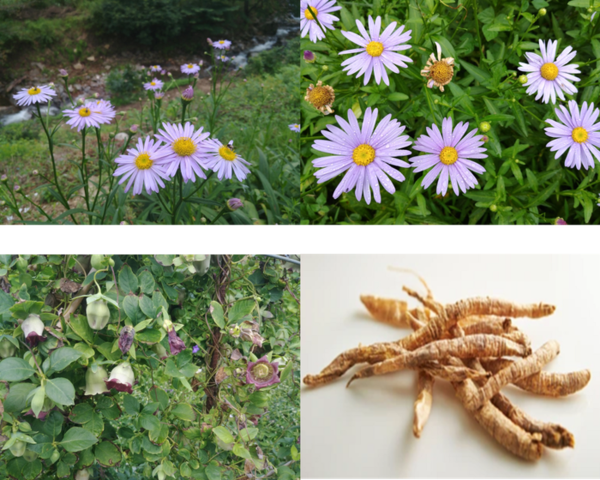 Plantas sul-coreanas podem ter propriedades antivirais contra o Sars ...