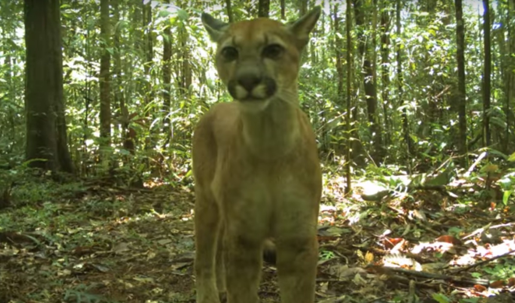 VÍDEO: Pumas são filmados em cena rara de interação na Amazônia ...