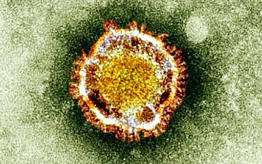 Primeiro mapa 3D de neurônios do coração revela complexidade do órgão ...