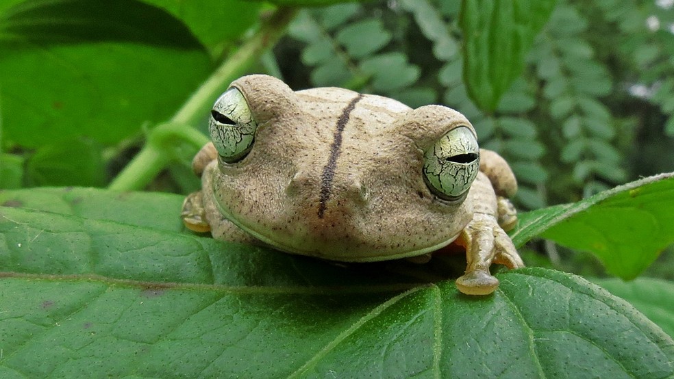 Fotografia e estudos sobre a fauna e flora brasileiras conectam ...