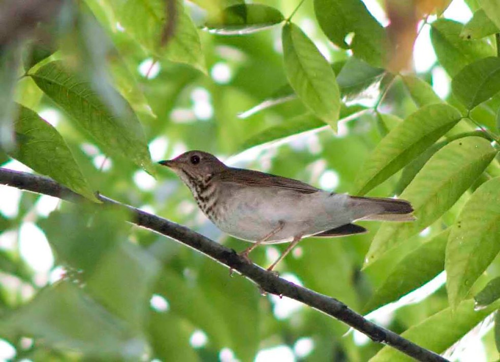Conheça os sabiás que podem ser encontrados no Brasil | Especiais | G1